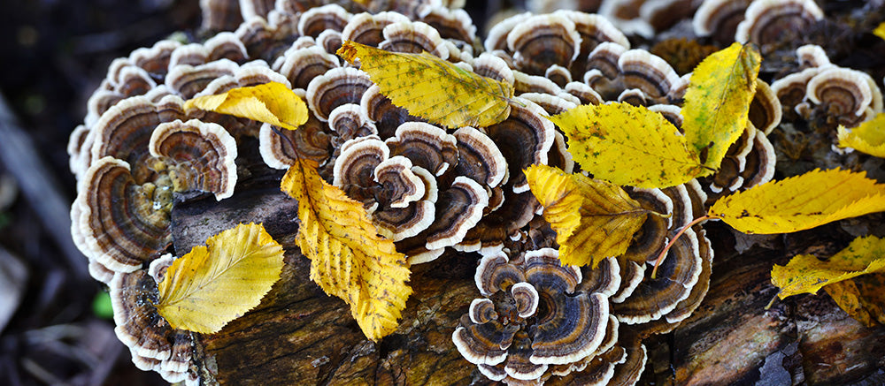 The Complete Guide to Turkey Tail – Pure Essence Labs
